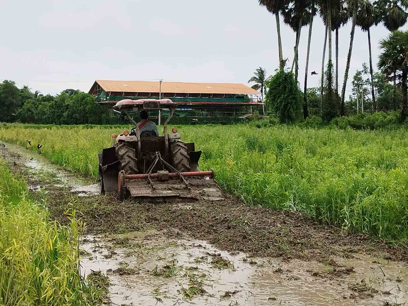 ဒေးဒရဲမြို့၌ မြေဆီလွှာဖွံ့ဖြိုးတိုးတက်စေရေး သစ်စိမ်းမြေသြဇာ ပိုက်ဆံလ