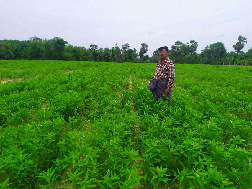 ငါ့သရောက်မြို့တွင် ပိုက်ဆံလျှော်သီးနှံ သစ်စိမ်းမြေသြဇာ စိုက်ခင်များ