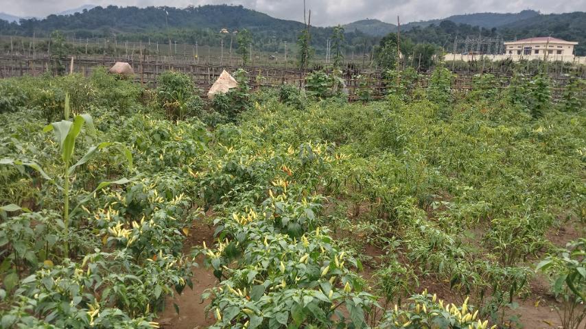 မိုင်းခုတ်မြို့၌ ဒေသထွက် ငရုပ်သီးများစျေးကောင်းရ၍ မိသားစုအပိုဝင်ငွေရရှိ