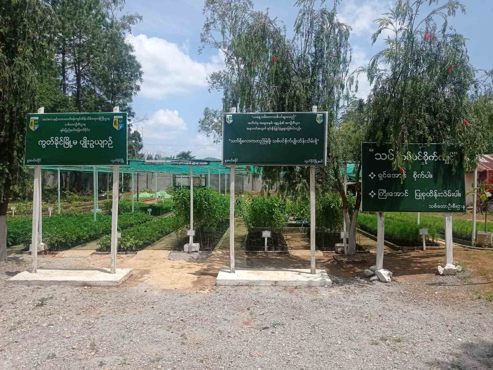 ကွတ်ခိုင်မြို့နယ်၊ သစ်တောဦးစီးဌာနတွင် ၂၀၂၃ ခုနှစ်၊ မိုးရာသီစိုက်ပျိုးရန