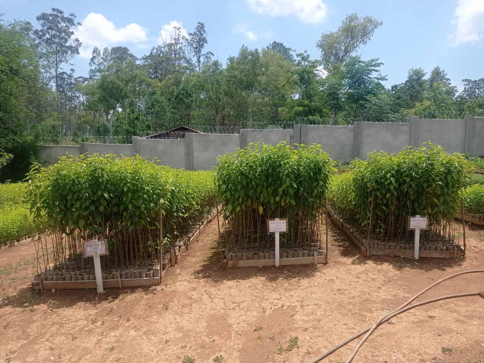 ကွတ်ခိုင်မြို့နယ်၊ သစ်တောဦးစီးဌာနတွင် ၂၀၂၃ ခုနှစ်၊ မိုးရာသီစိုက်ပျိုးရန