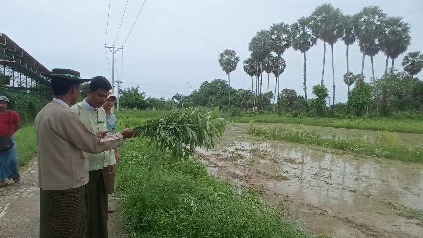 ဒေးဒရဲမြို့၌ မြေဆီလွှာဖွံ့ဖြိုးတိုးတက်စေရေး သစ်စိမ်းမြေသြဇာ ပိုက်ဆံလ