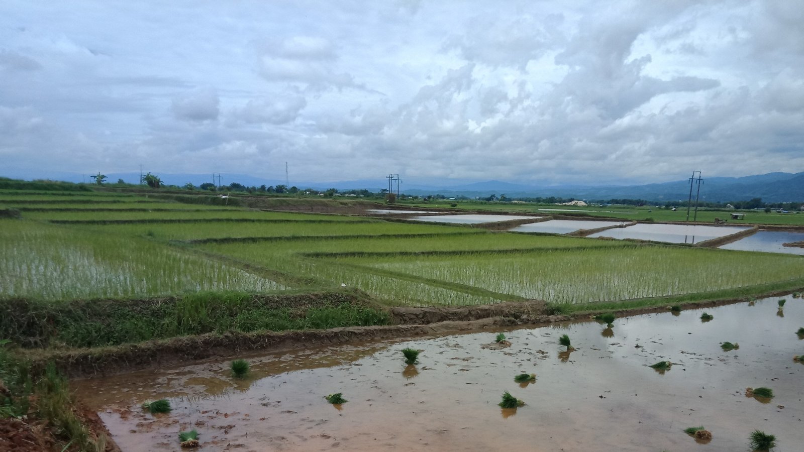 နမ့်ခမ်းမြို့နယ်တွင် ၂၀၂၃ ခုနှစ်အတွက် မိုးစပါးလျာထား ဧက ၁၂၂၈၆ စိုက်ပ