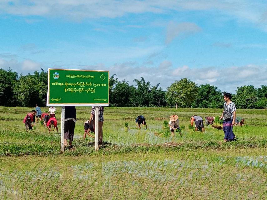 လှိုင်းဘွဲမြို့နယ်၌ ဆင်းသုခမိုးစပါး Rs Cs မျိုးစေ့ထုတ်စံပြစိုက်ခင်း ၅