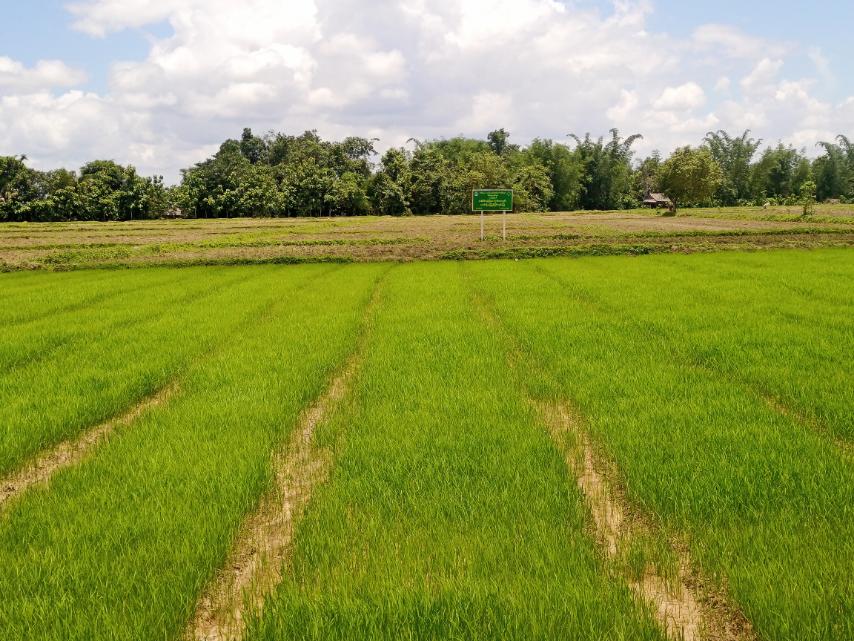 လှိုင်းဘွဲမြို့နယ်၌ ဆင်းသုခမိုးစပါး Rs Cs မျိုးစေ့ထုတ်စံပြစိုက်ခင်း ၅