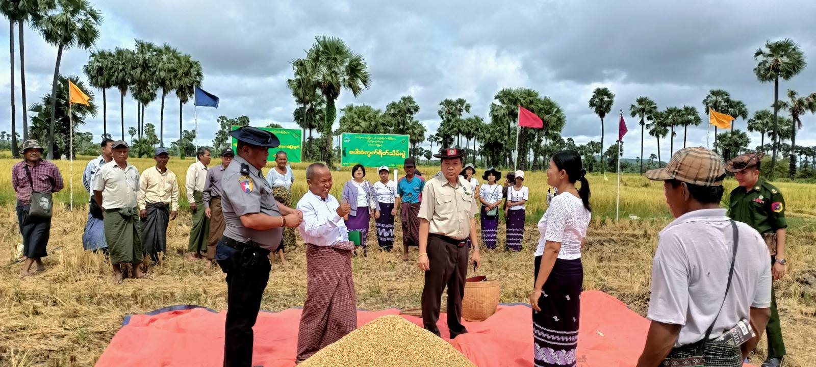 နတ်မောက်မြို့နယ် စာရံအိုင့်ကျေးရွာတွင် နွေစပါးစံကွက်ရိတ်သိမ်းခြင်း ကွင်းသရုပ်ပြပွဲပြုလုပ