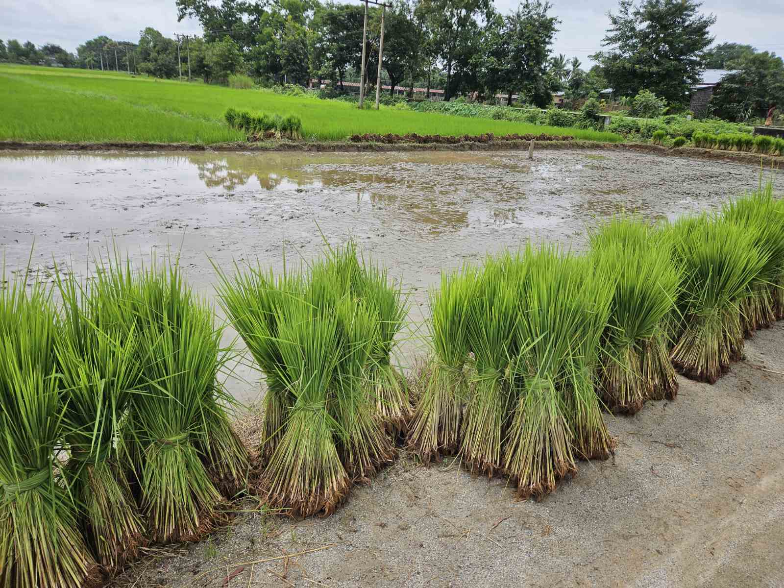 အုတ်တွင်းမြို့နယ်၌ ရေကြီးနစ်မြုပ်ပျက်စီးခဲ့သည့် လယ်မြေများအားမိုးစပါး ပ