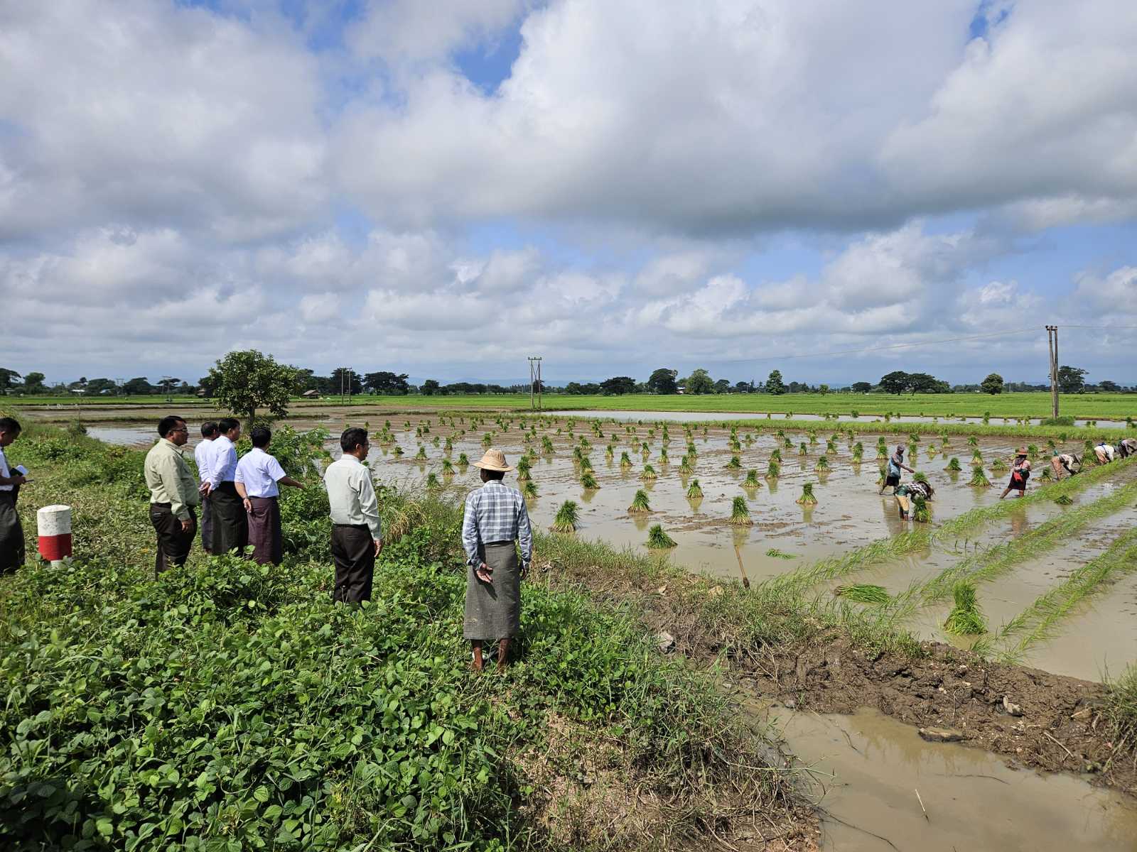 အုတ်တွင်းမြို့နယ်၌ ရေကြီးနစ်မြုပ်ပျက်စီးခဲ့သည့် လယ်မြေများအားမိုးစပါး ပ
