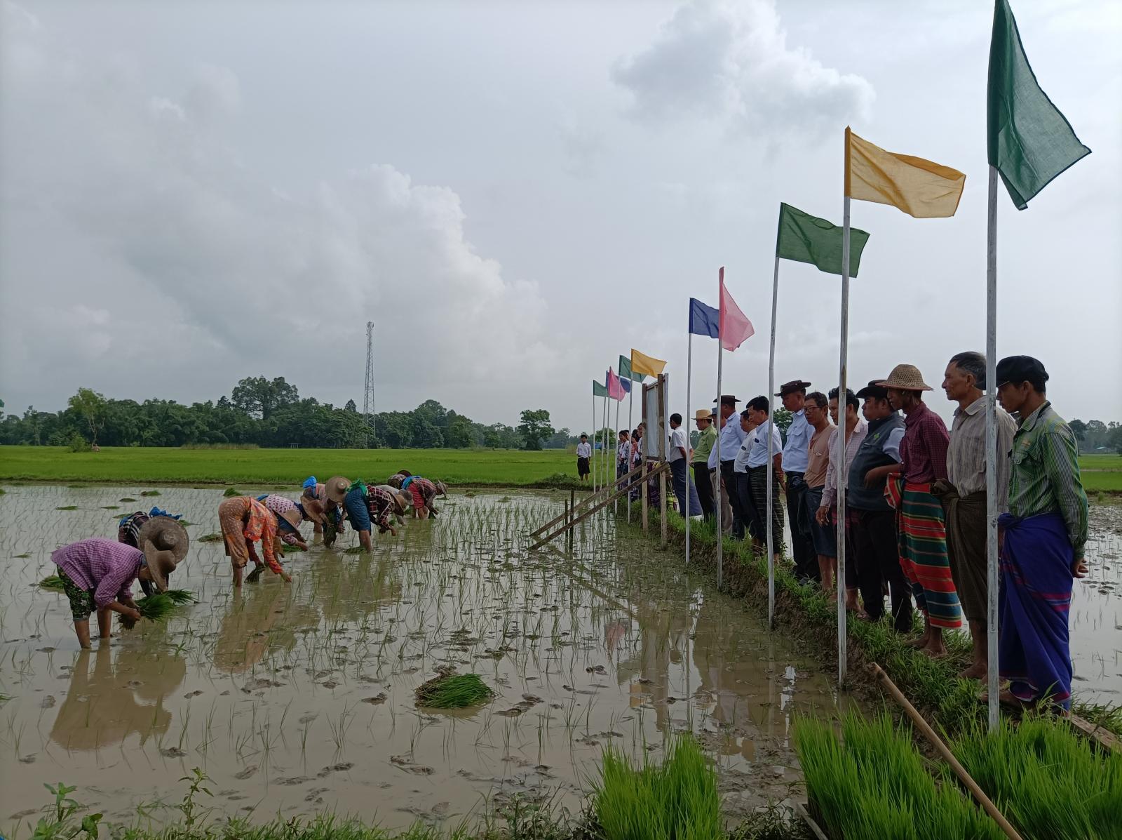 ကျောင်းကုန်းမြို့၌ ၂၀၂၃ ၂၀၂၄ ခုနှစ် မိုးစပါးရာသီ ထွန်တုံးပိတ်ပွဲကျင်းပ