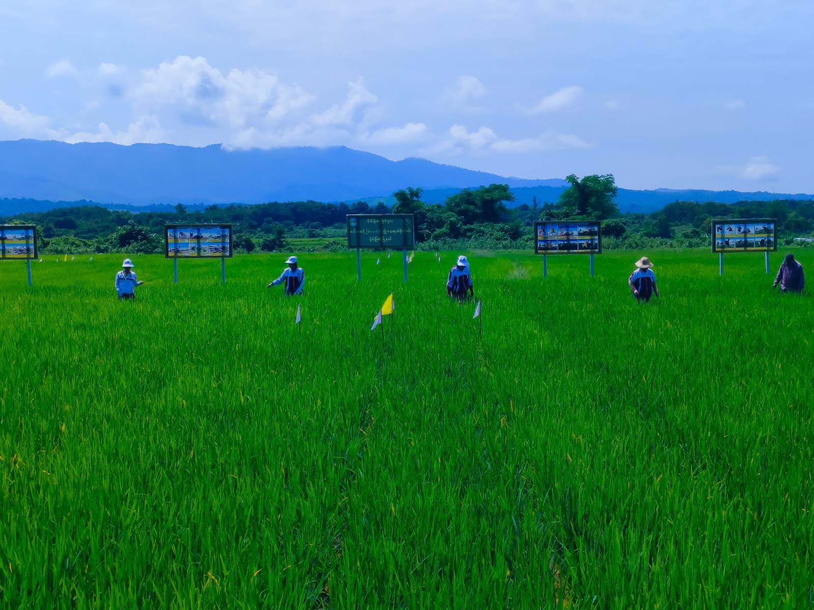 မိုင်းဖြတ်မြို့နယ်၌ မိုးစပါးမျိုးစေ့ထုတ်စိုက်ခင်း၌ ပထမ အကြိမ် မျိုးက