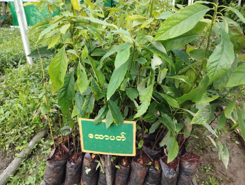 မက်မန်းမြို့နယ်တွင် ထောပတ် ၂၉၀၀ ပင် စမ်းသပ်စိုက်ပျိုးလျက်ရှိ