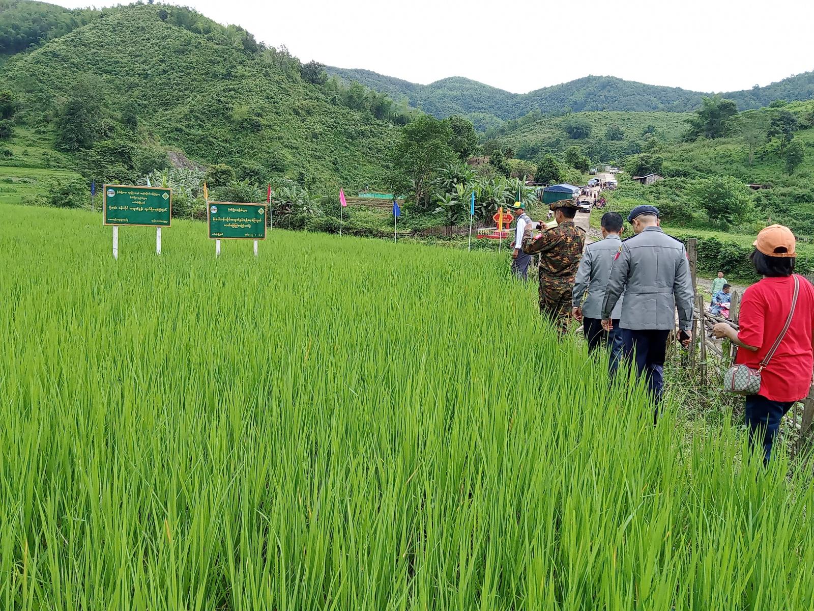 မက်မန်းမြို့နယ်တွင် မိုးစပါးစိုက်ပျိုးဧက ၉၆၆၀ ဧက အောင်မြင်စွာစိုက်ပ