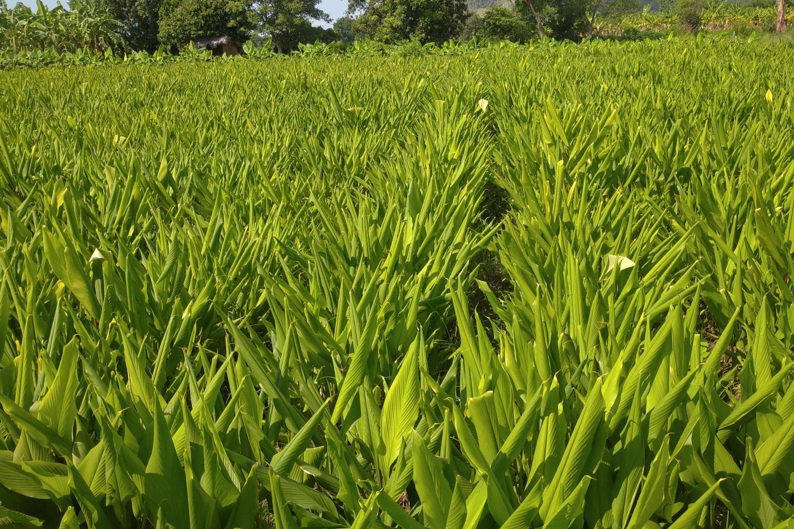 ကျောက်ဆည်မြို့နယ် မုန်တောကြီးကျေးရွာတွင် စိုက်ပျိုးထားသော နနွင်းစိုက်ခင