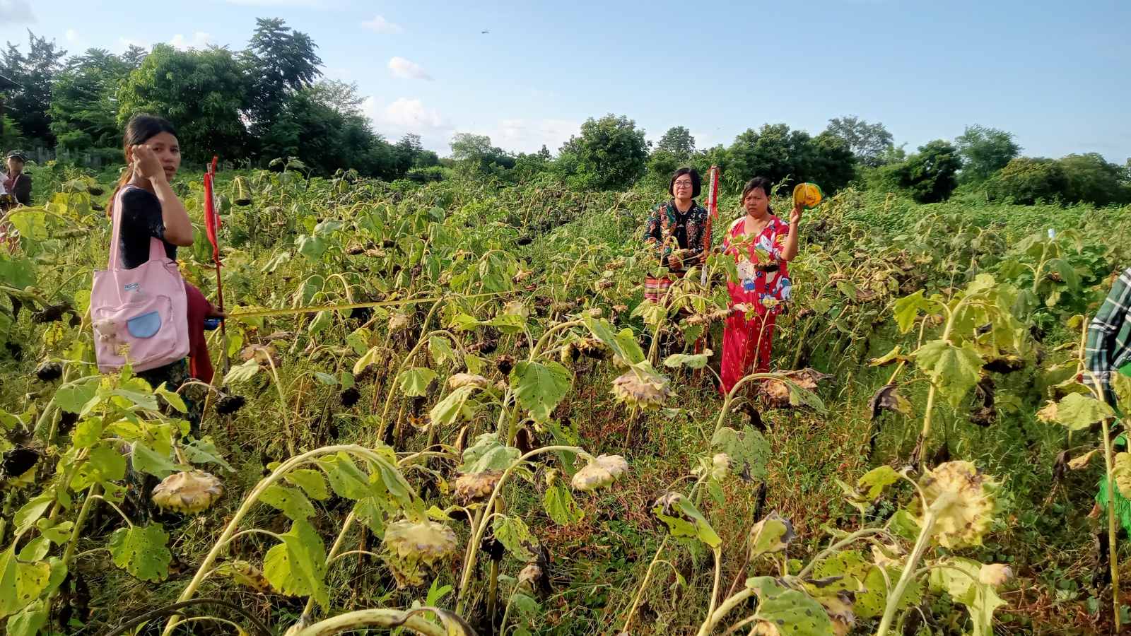 နတ်မောက်မြို့နယ်တွင် ဆီထွက်သီးနှံမိုး နေကြာ ဆင်းရွှေကြာ ၂ နေကြာစံကွက