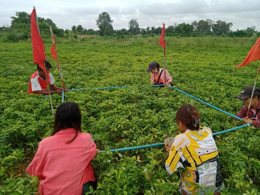 နတ်မောက်မြို့နယ် တဲကြီးကျေးရွာတွင် မကွေး ၁၆ ပင်ထောင် မြေပဲစံကွက် ရိတ