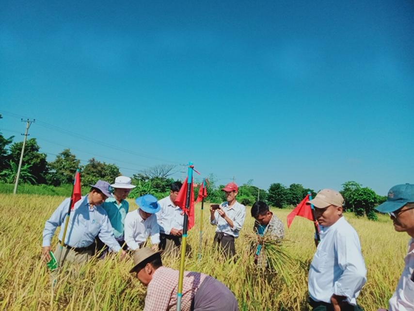 ဒိုက်ဦးမြို့နယ်၌ မိုးစပါးစံကွက်ရိတ်သိမ်းပွဲ ကျင်းပ Information And Public Relations Department