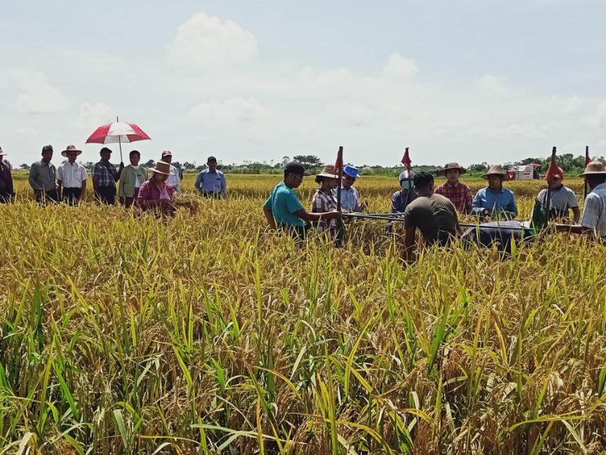 ဒိုက်ဦးမြို့နယ်၌ မိုးစပါးစံကွက်ရိတ်သိမ်းပွဲ ကျင်းပ Information And Public Relations Department
