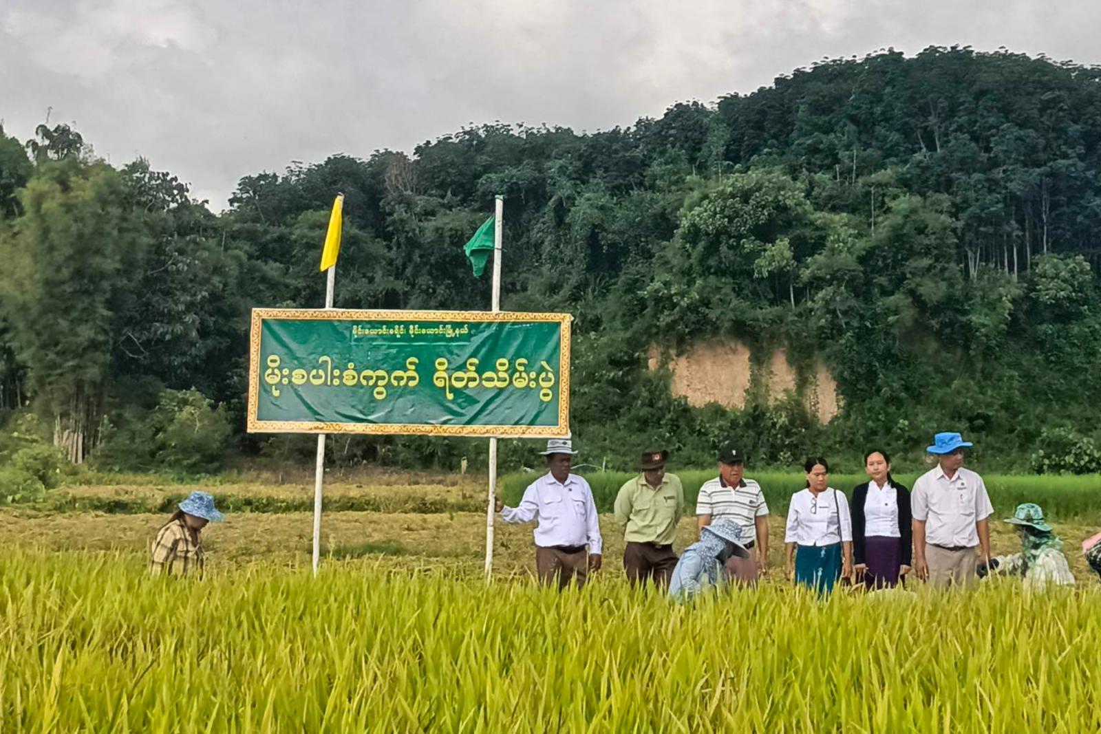 မိုင်းယောင်းမြို့နယ်၌ မိုးစပါးစံပြကွက်ရိတ်သိမ်း ပန်းတိုင်မျှော်မှန်းချက