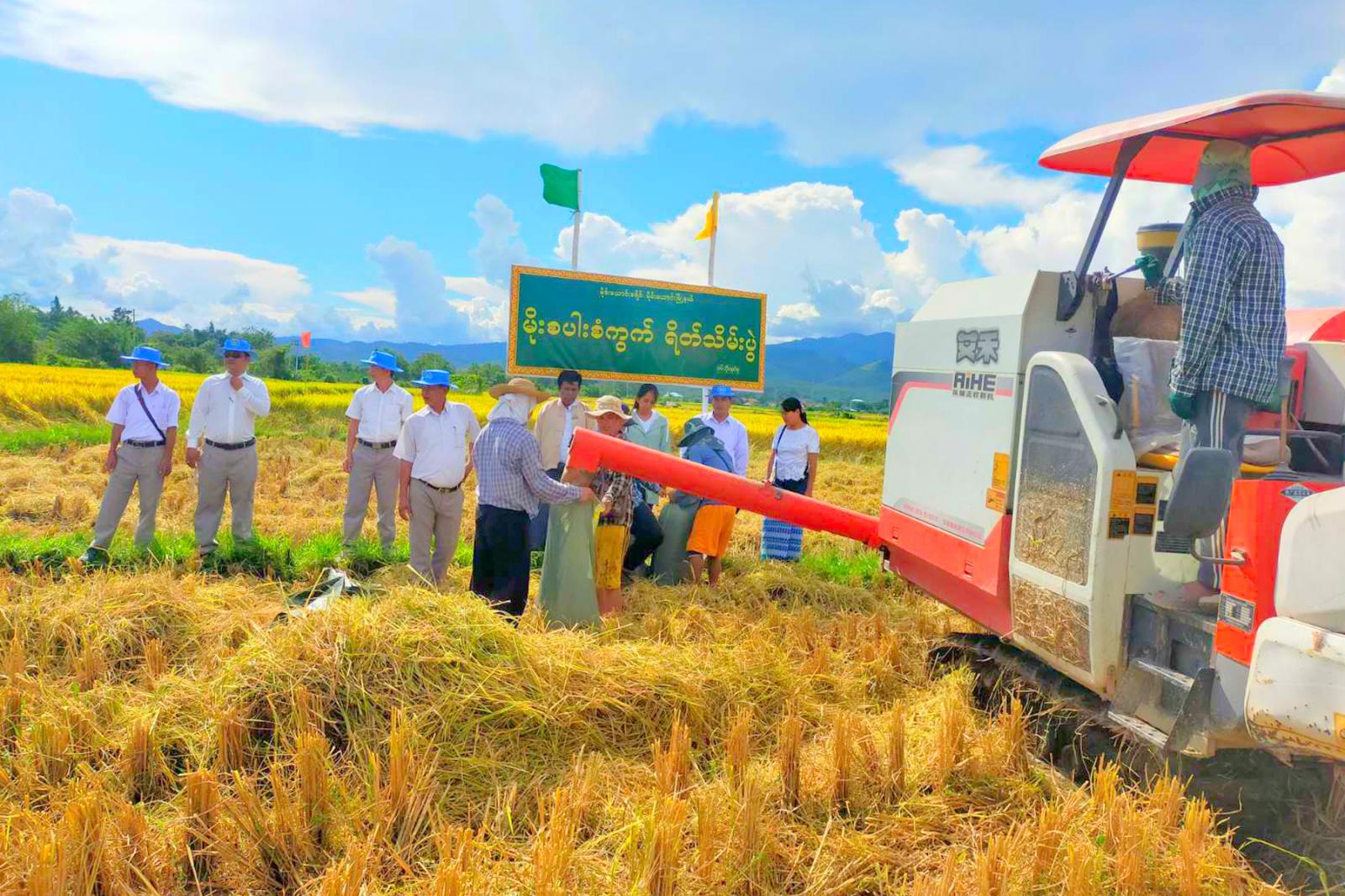 မိုင်းယောင်း၌ ဆင်းဧကရီ တစ်ဧကစံပြကွက် ရိတ်သိမ်း Information And Public Relations Department