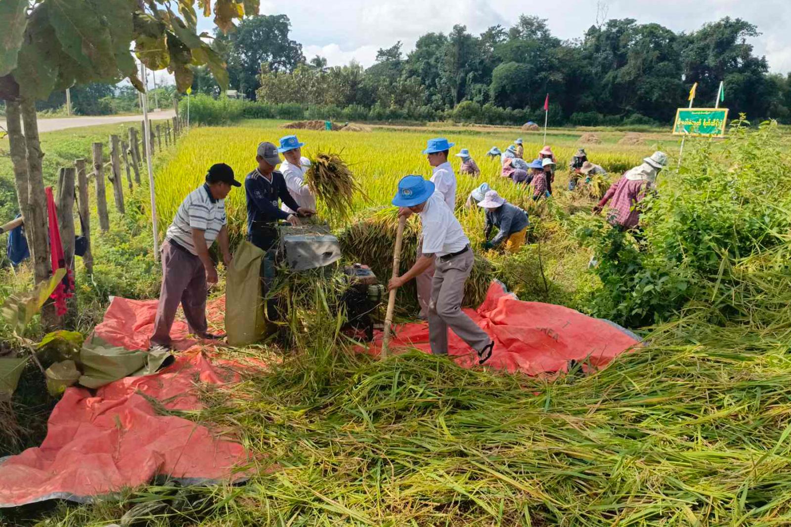 မိုင်းယောင်းမြို့နယ်၌ မိုးစပါးစံပြကွက်ရိတ်သိမ်း ပန်းတိုင်မျှော်မှန်းချက