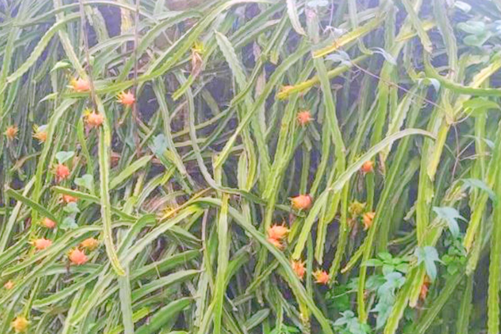 မိုင်းယောင်းတွင် နဂါးမောက်သီးများကို ဝယ်ယူစားသုံးသူများပြား Information And Public Relations