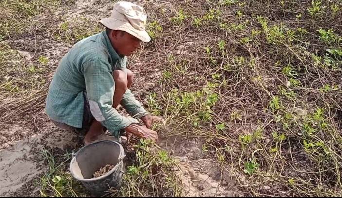 နတ်မောက်မြို့နယ် ဖလန်ပင်ကျေးရွာ၌ ၆ လပဲခေါ် မြေပြန့်မြေပဲများ နှုတ်သိမ