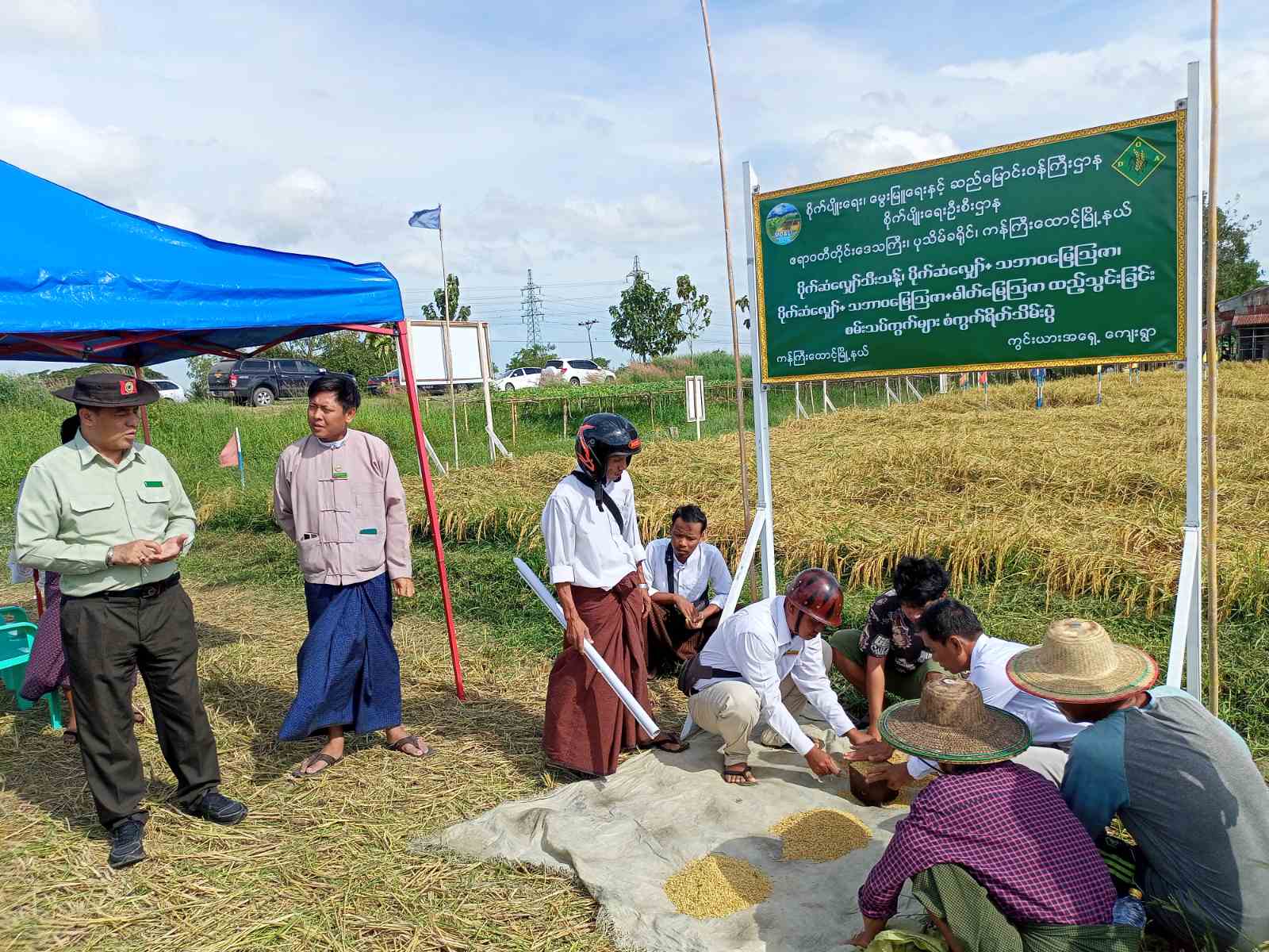 ကန်ကြီးထောင့်မြို့နယ်၌ ဆင်းသုခစပါးမျိုး၊ မိုးစပါးစမ်းသပ်ကွက်များ စံကွက