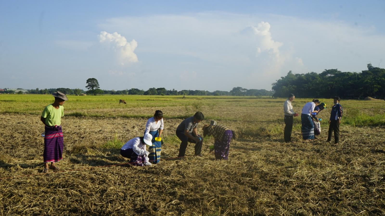 အိမ်မဲမြို့နယ်တွင် ၂၀၂၃ ခုနှစ် သစ်စိမ်းမြေသြဇာ ပိုက်ဆံလျှော် မ