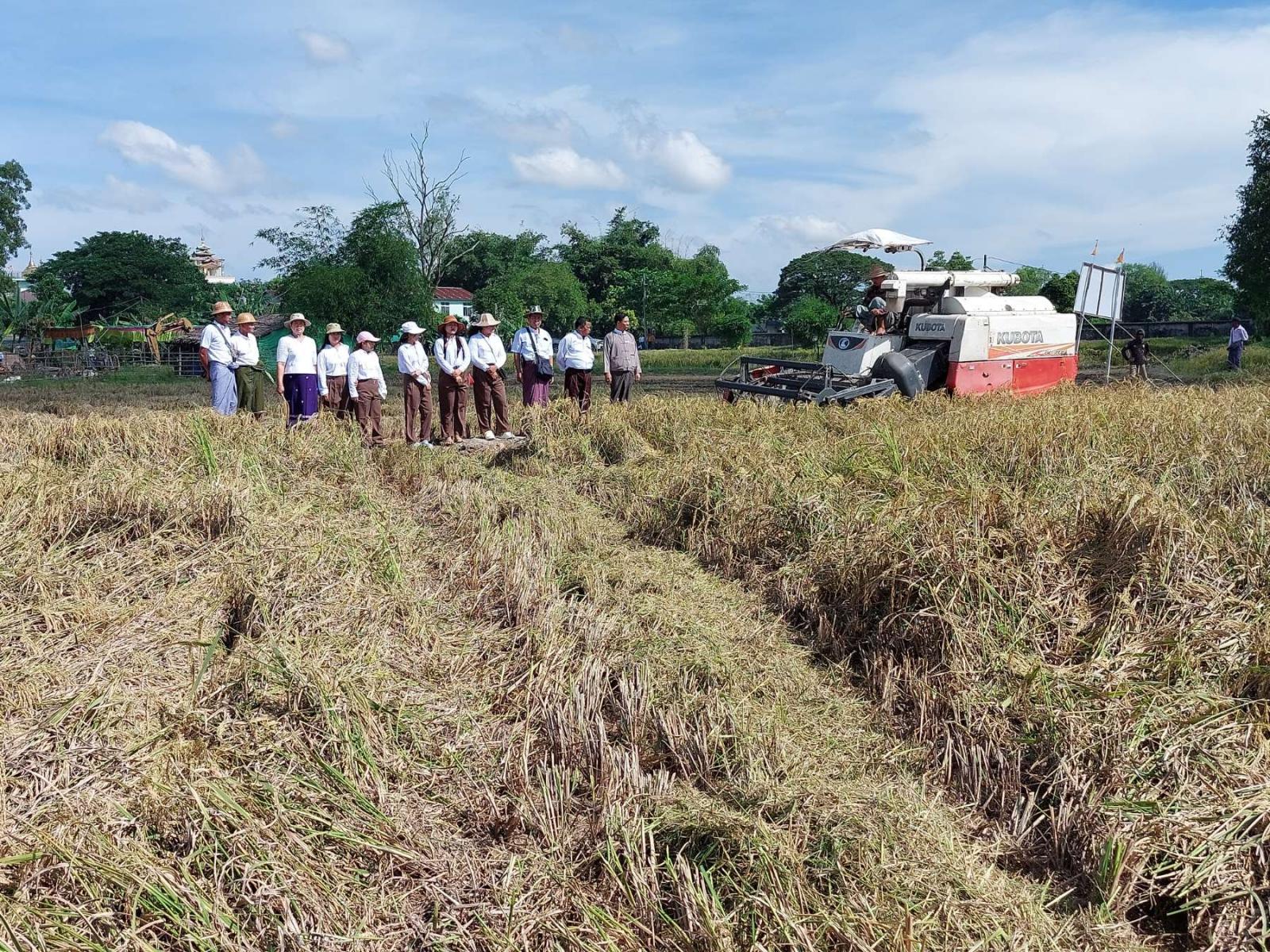 မင်္ဂလာဒုံမြို့နယ်တွင် မိုးစံပါးစံကွက်ရိတ်သိမ်းပွဲ ပြုလုပ် Information And Public Relations