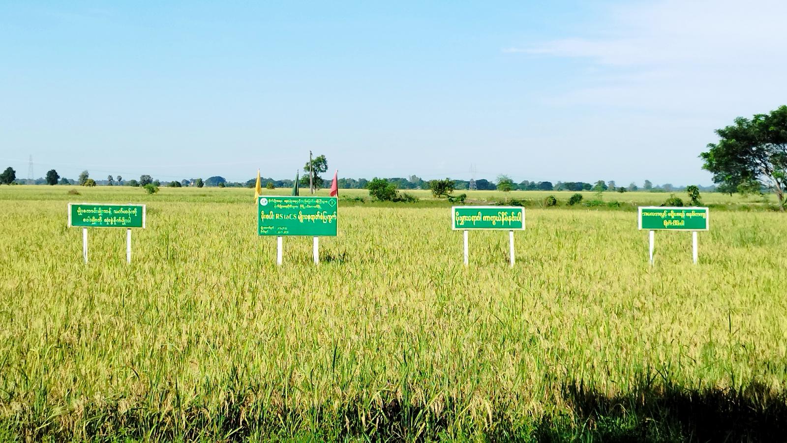 ကြို့ပင်ကောက်မြို့တွင် မှော်ဘီ ၃ မိုးစပါးစံကွက် ရိတ်သိမ်းပွဲကျင်းပ