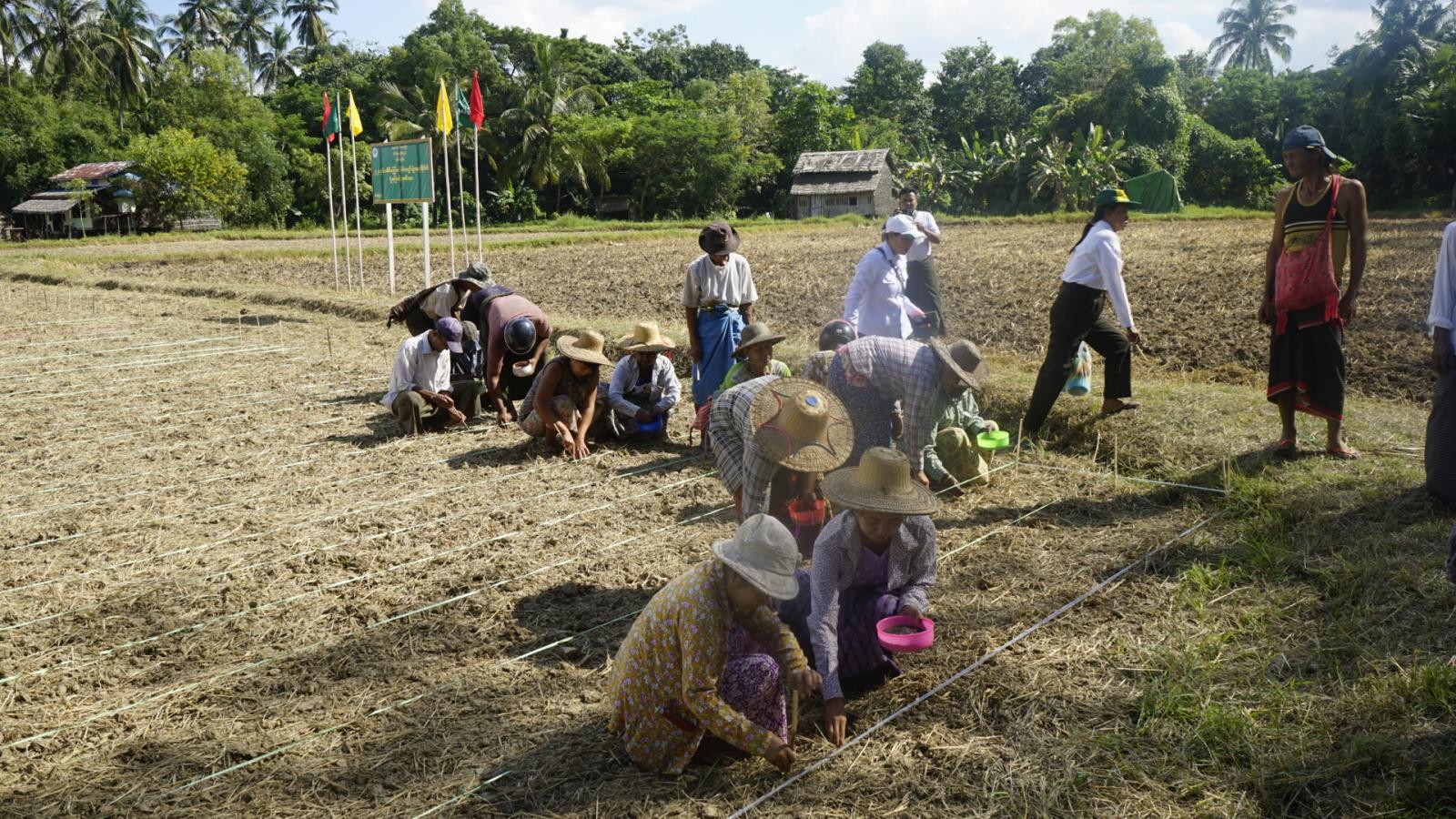 ဧရာဝတီတိုင်းဒေသကြီးဝန်ကြီးချုပ်ဦးတင်မောင်ဝင်း အိမ်မဲမြို့နယ်အတွင်း စိုက