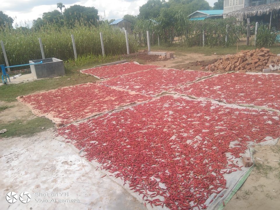 နတ်မောက်မြို့နယ်တွင် 777 ငရုတ်သီးနှင့် 692 ကျောက်စိမ်းငရုတ်သီးများ ဈေးက