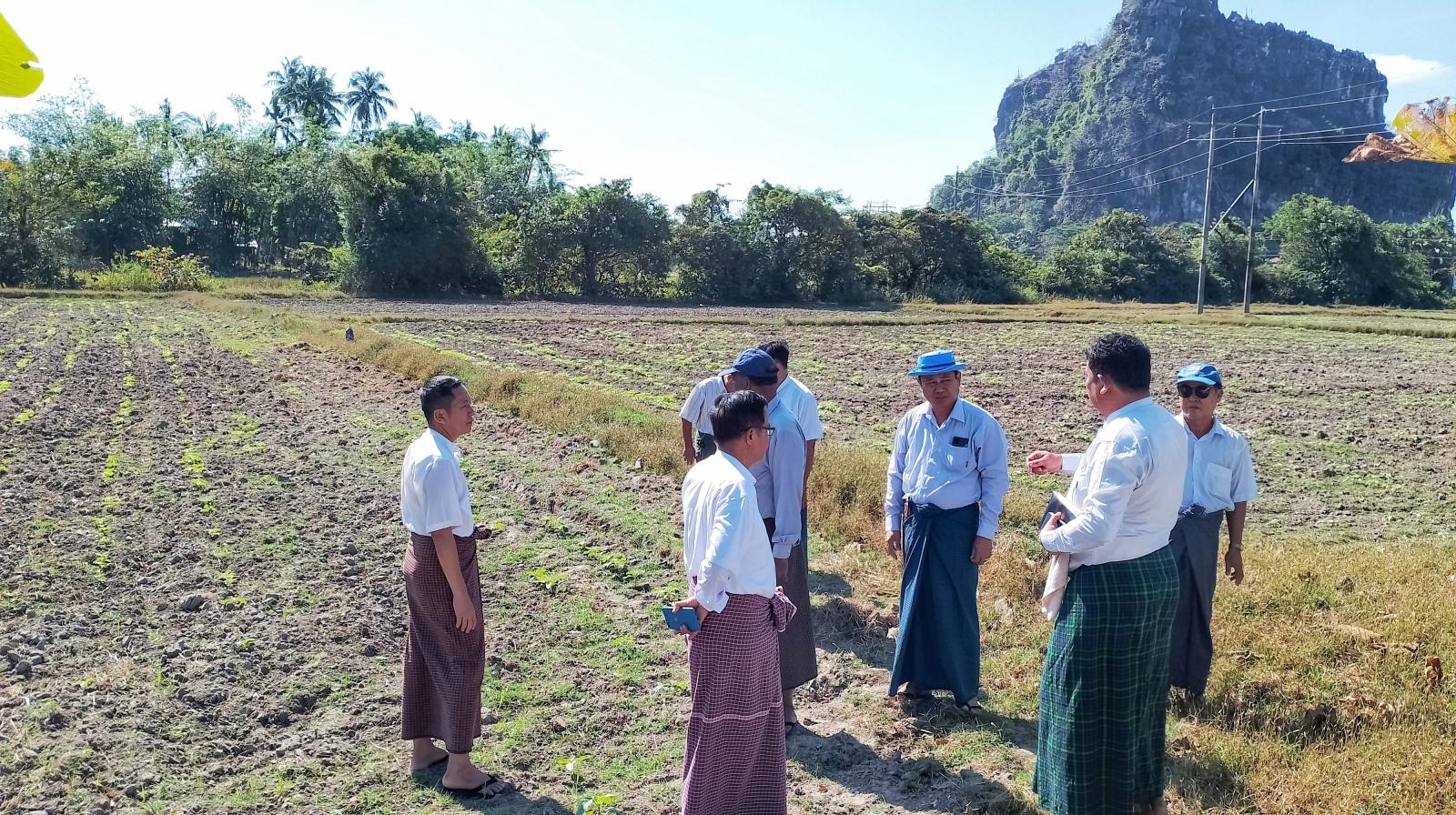 မုဒုံမြို့နယ်တွင် ဆောင်းရာသီ၌ ဆီထွက်သီးနှံ ၁၁၁၅ ဧက စိုက်ပျိုးမည