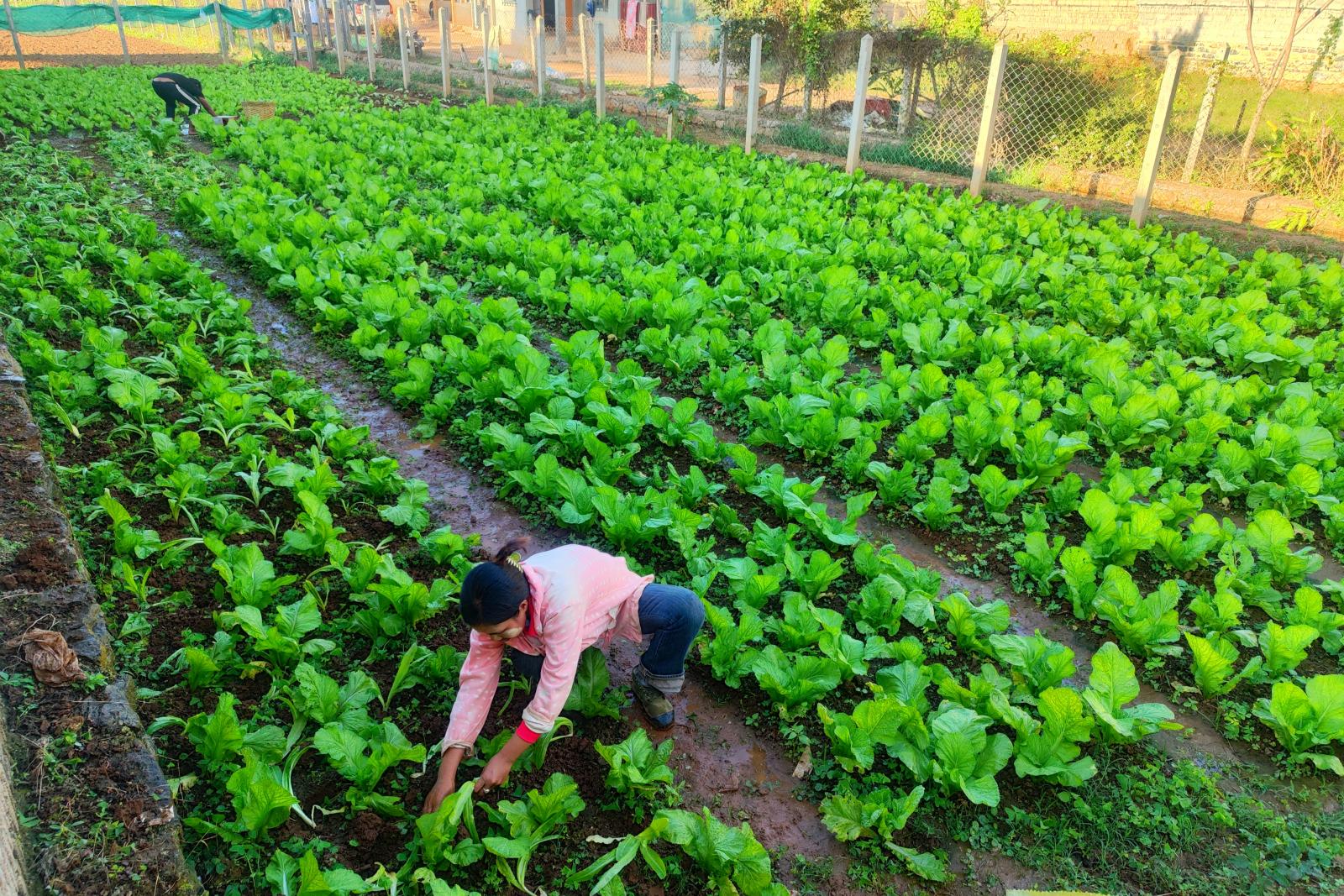 လားရှိုးမြို့တွင် တစ်ပိုင်တစ်နိုင် စီးပွားရေးအဖြစ် မုန်ညင်းများစိုက်ပျိုးရောင်းချခြင်းဖြင့