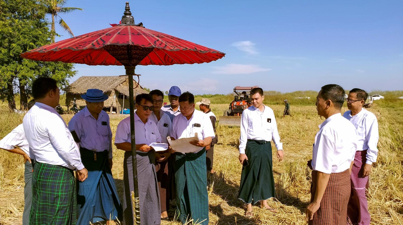 မုဒုံမြို့နယ်တွင် ဆီထွက်သီးနှံ နေကြာ စိုက်ဧက ၁၁၀၀ အချိန်မီစိုက်ပ