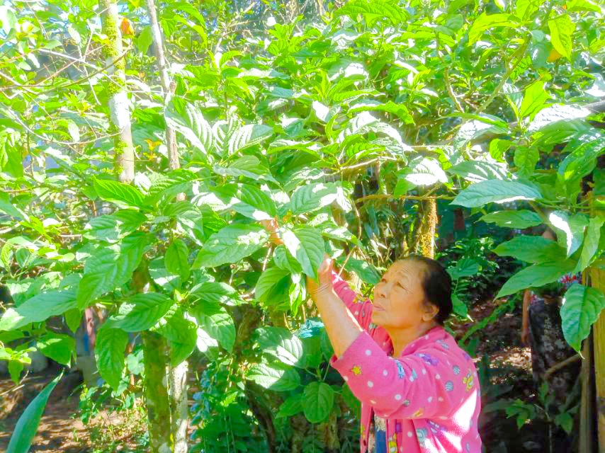 အိမ်ခြံဝန်းအတွင်း ဟာဝီသိုလယ် ခေါ် တောရဲယိုပင်များ တနိုင်တပိုင်စိုက်ပ