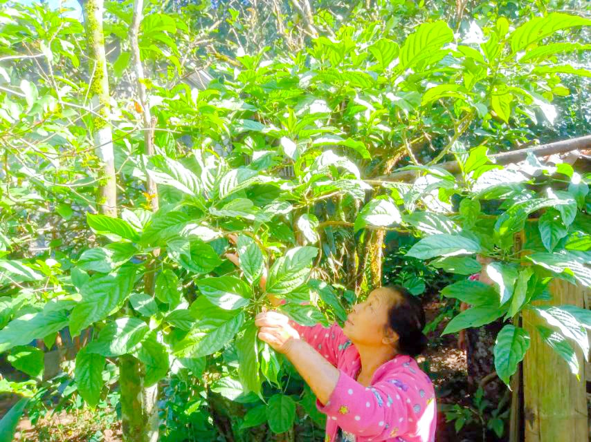 အိမ်ခြံဝန်းအတွင်း ဟာဝီသိုလယ် ခေါ် တောရဲယိုပင်များ တနိုင်တပိုင်စိုက်ပ