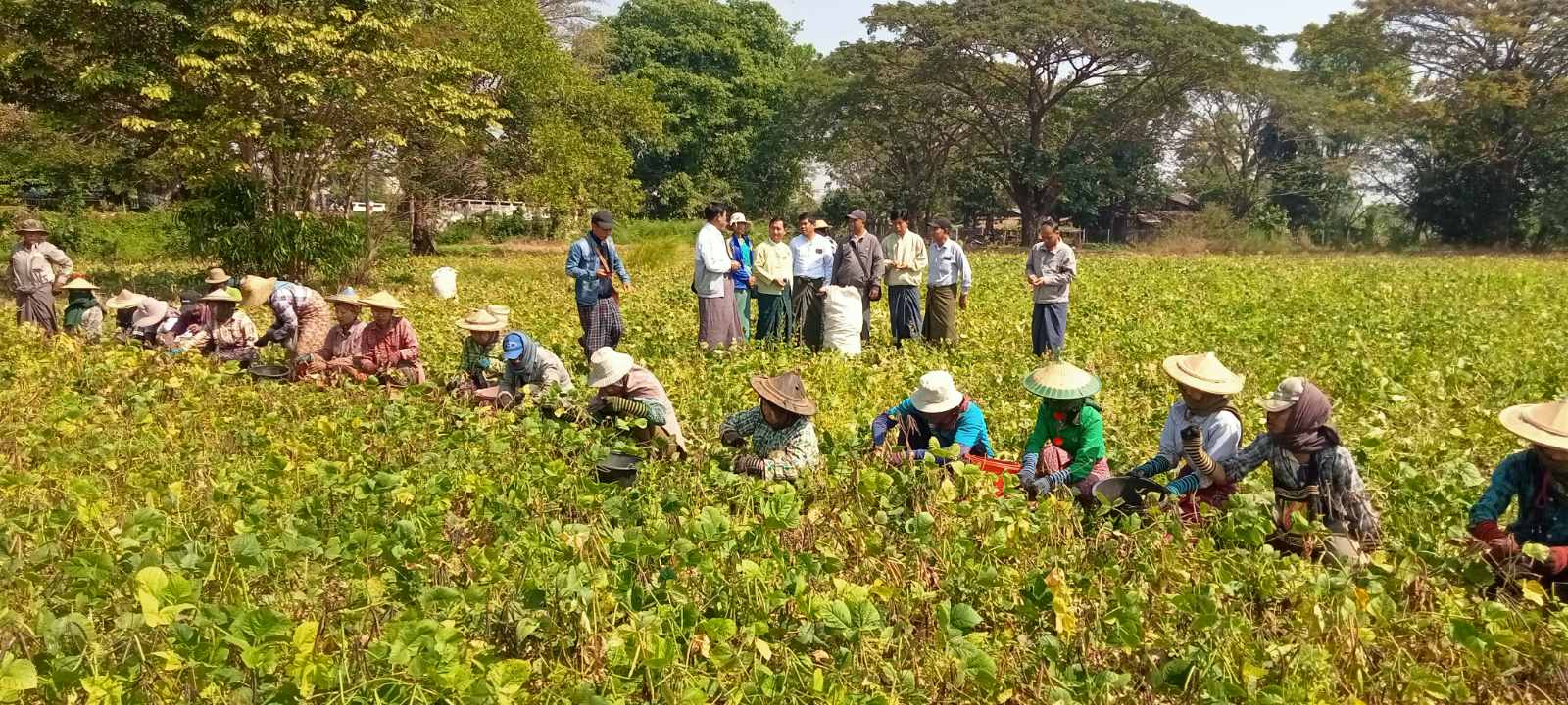 ဒိုက်ဦးမြို့နယ် အောင်စိုးမိုးကျေးရွာ၌ ပဲတီစိမ်း ရေဆင်း ၁၆ မျိုး ခူးဆွတ်ခြင်းအား ညောင်လေးပင