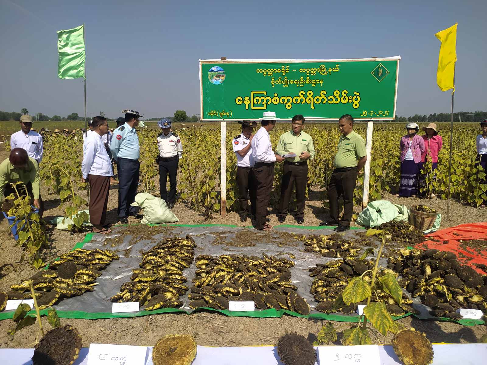 လပွတ္တာမြို့နယ်တွင် ဆီထွက်သီးနှံ ဆောင်းနေကြာ စံပြကွက် စံကွက် ရိတ်သိမ်းပ