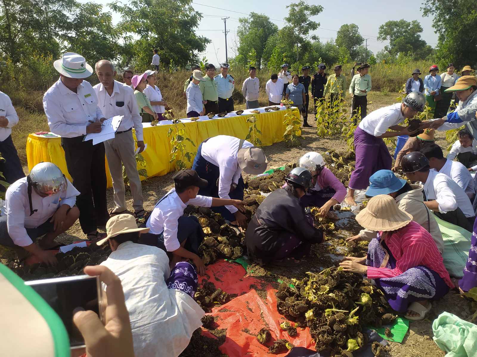 လပွတ္တာမြို့နယ်တွင် ဆီထွက်သီးနှံ ဆောင်းနေကြာ စံပြကွက် စံကွက် ရိတ်သိမ်းပ