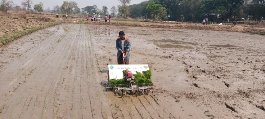 နတ်မောက်မြို့နယ်၌ ခေတ်မီလက်ဆွဲကောက်စိုက်ဖြင့် နွေစပါးစိုက်ပျိုးလျက်ရှိ Information And Public