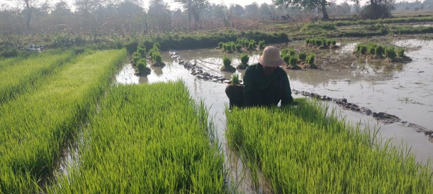 နတ်မောက်မြို့နယ်၌ ခေတ်မီလက်ဆွဲကောက်စိုက်ဖြင့် နွေစပါးစိုက်ပျိုးလျက်ရှိ Information And Public