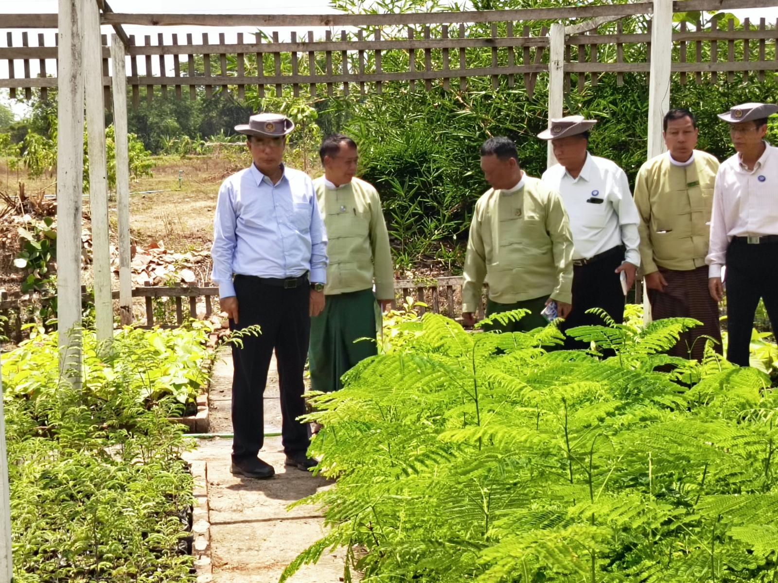 ပဲခူးတိုင်းဒေသကြီးဝန်ကြီးချုပ် ဦးမျိုးဆွေဝင်း မင်းလှမြို့နယ် သစ်တောဦးစီးဌာနမှ ပျိုးထောင်ပြုစုထိန