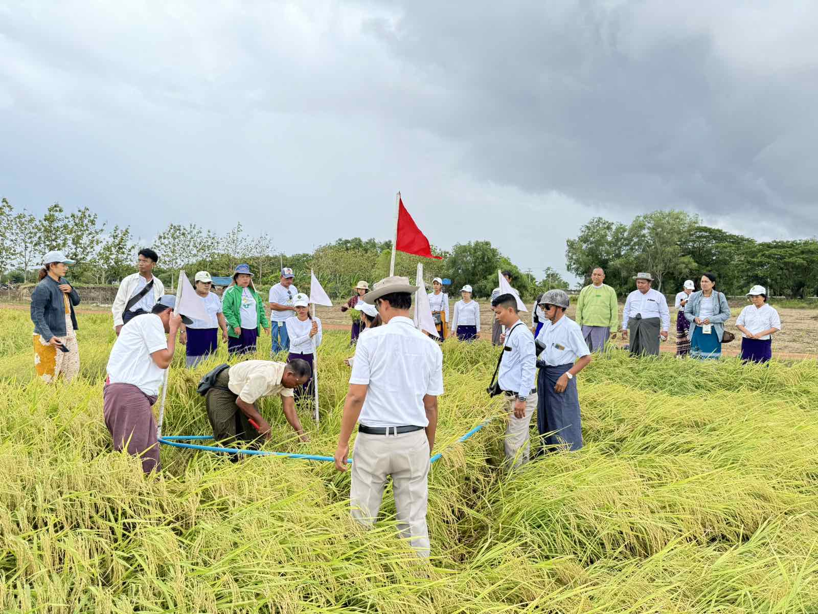 ဝါးခယ်မမြို့နယ်တွင် တတိယ သီးနှံ ရက် ၉၀ မျိုးစပါး စံကွက်ရိတ်သိမ်းခြင