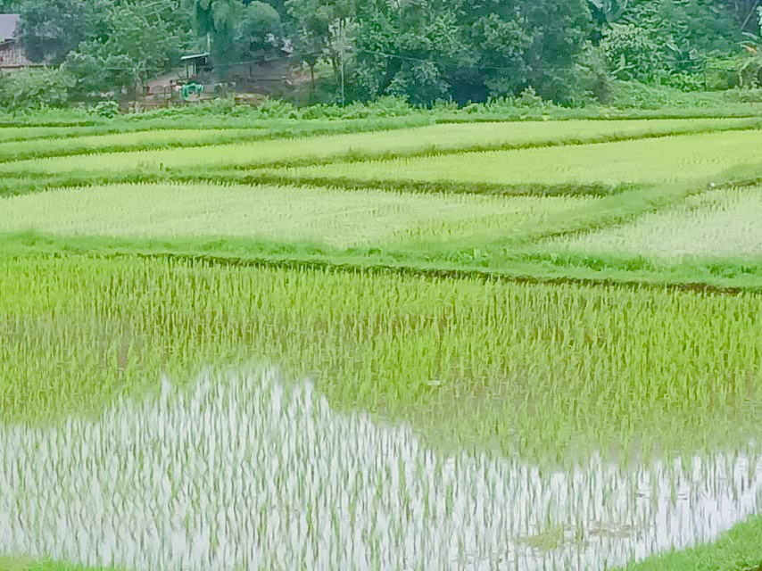 လိပ်သိုမြို့၌ မိုးစပါးစိုက်ပျိုးရန် လယ်ယာလုပ်ငန်းခွင်များတွင် တောင်သူမ