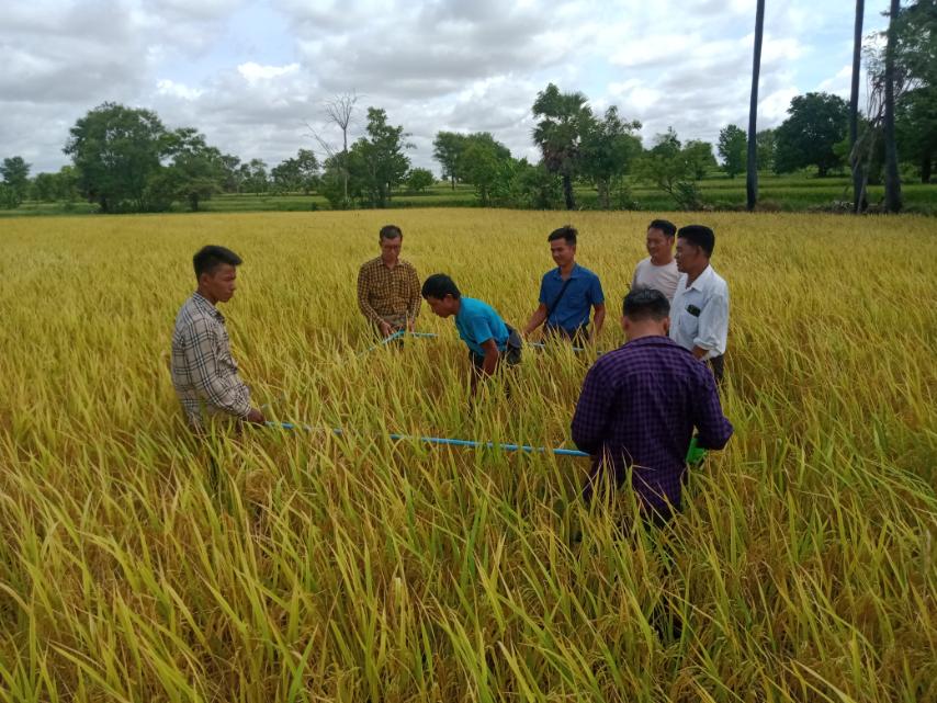 နတ်မောက်မြို့နယ် အလယ်ရွာကျေးရွာတွင် နွေစပါးစံကွက်ရိတ်သိမ်း
