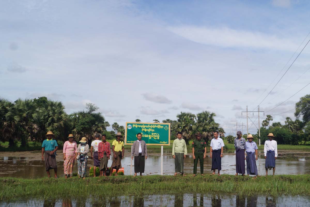 ငါန်းဇွန်မြို့နယ်တွင် လက်ဆွဲကောက်စိုက်စက်ဖြင့် မိုးစပါးစိုက်ပျိုးခြင်း