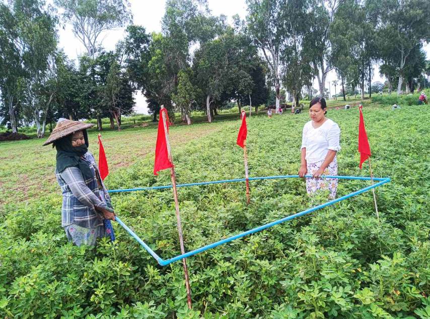 နတ်မောက်မြို့နယ် တံခွန်တိုင်ကျေးရွာ၌ မိုးမြေပဲစံကွက်ရိတ်သိမ်း Information And Public Relations
