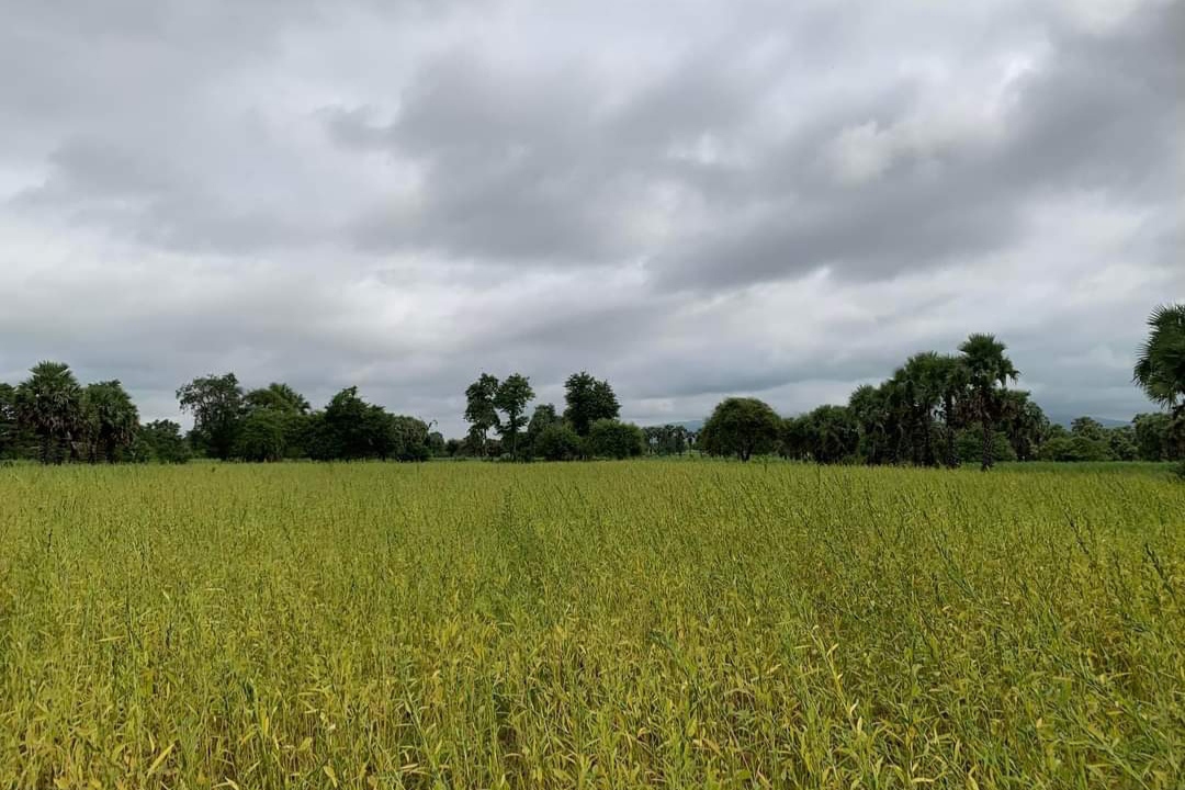 မင်းဘူး စကု မြို့နယ်၌ ဆီထွက်သီးနှံ နှမ်း ဧက ၂၀၀၀၀ ကျော် လျာထားစိုက်ပ
