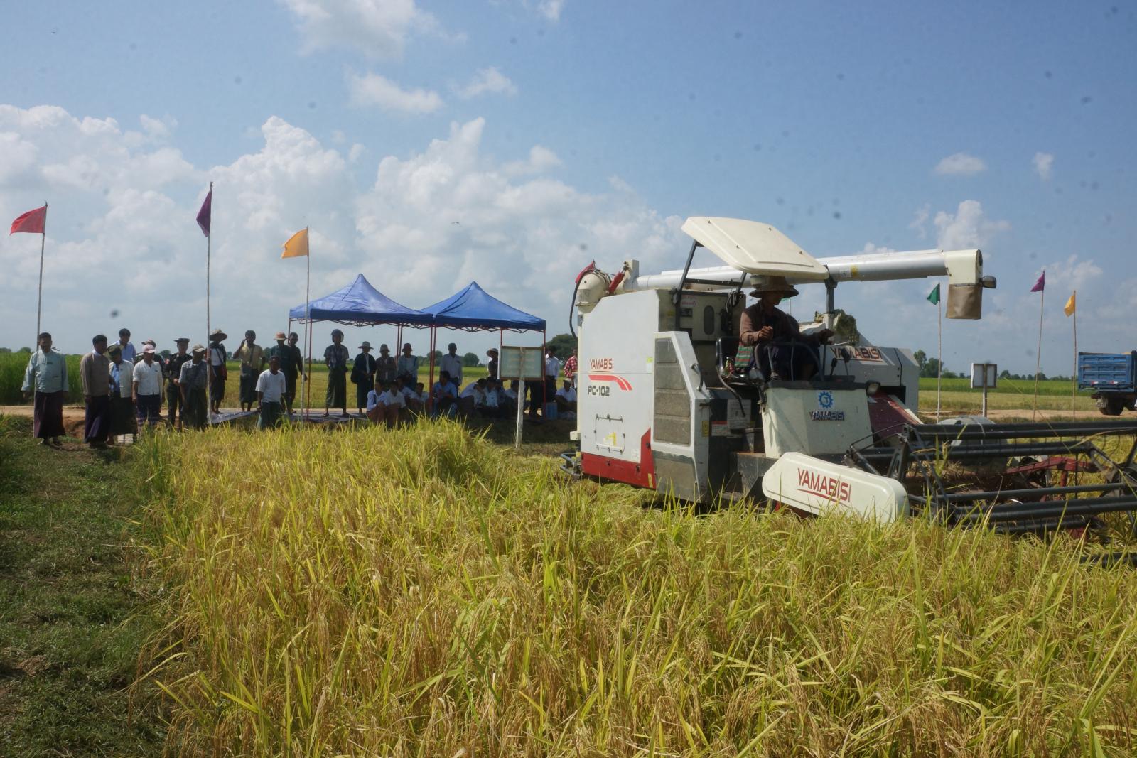 တောင်တွင်းကြီးမြို့နယ်၌ မိုးစပါးစံကွက်ရိတ်သိမ်းပွဲ ကျင်းပ Information And Public Relations